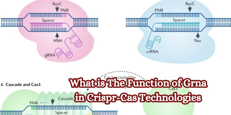 What is The Function of Grna in Crispr-Cas Technologies